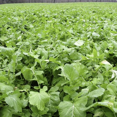 Jerry Oats - Best Forage