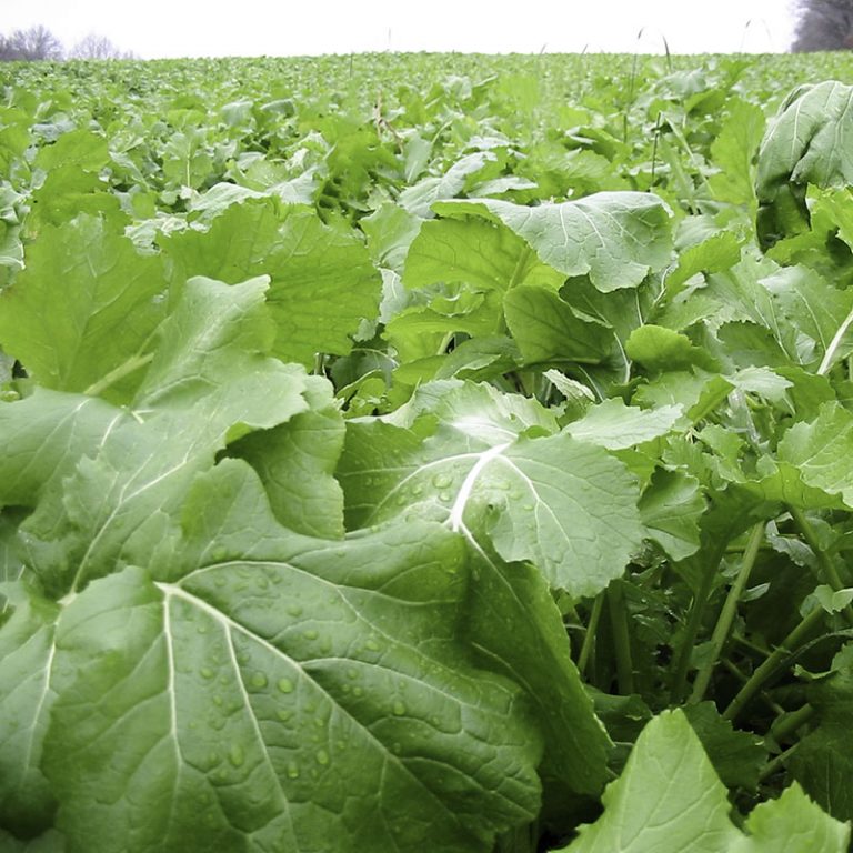 Jerry Oats - Best Forage