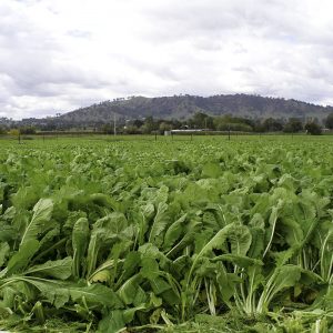 Jerry Oats - Best Forage