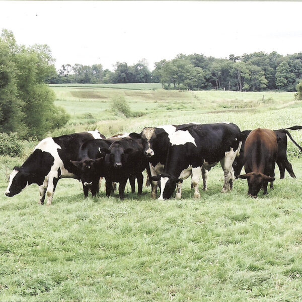 Best Forage Beef Pasture Mixes