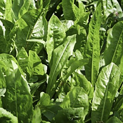 Jerry Oats - Best Forage