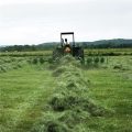 HayMaster Pro Premium Grass Mix - Best Forage