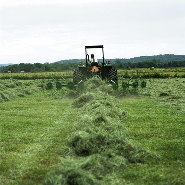 Best Forage Hay Mixes