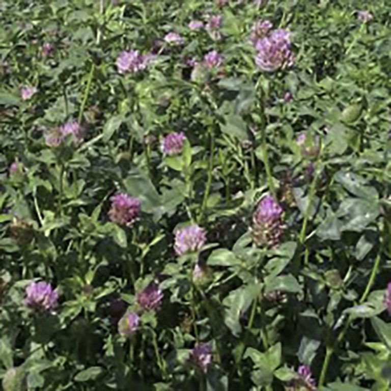 Best Forage - Forage & Cover Crop Clover Seed