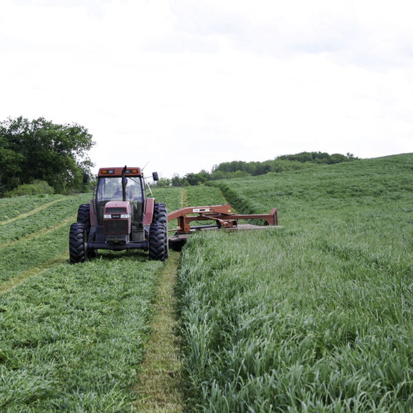 Best Forage Hay Mixes