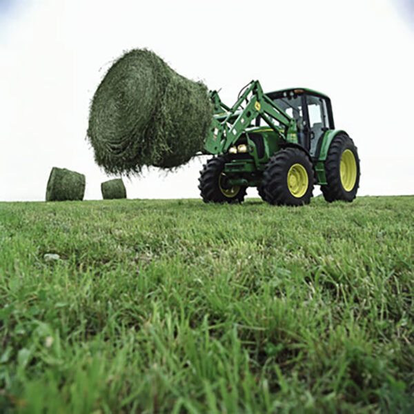 Best Forage Orchard Grass