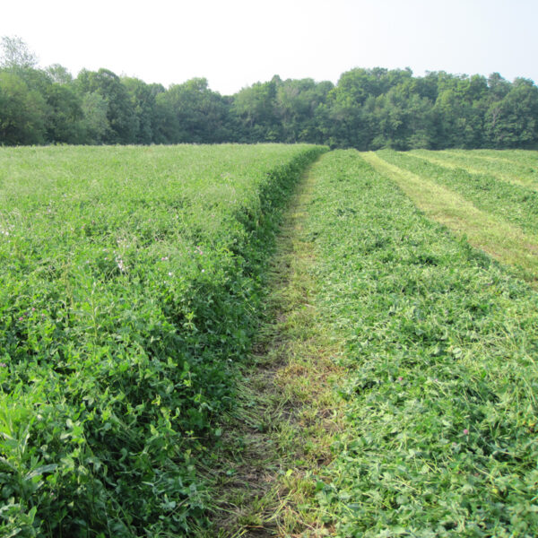 Mammoth Red Clover - Best Forage