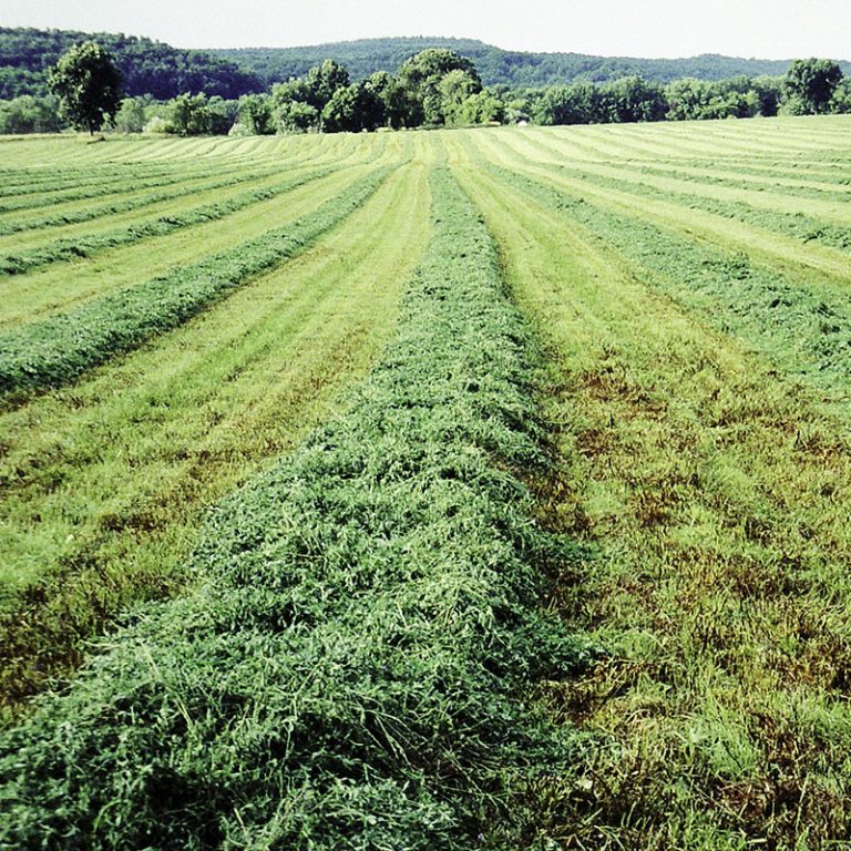 Best Forage Alfalfa Seed