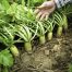 Tapper Daikon Tillage Radish® - Best Forage