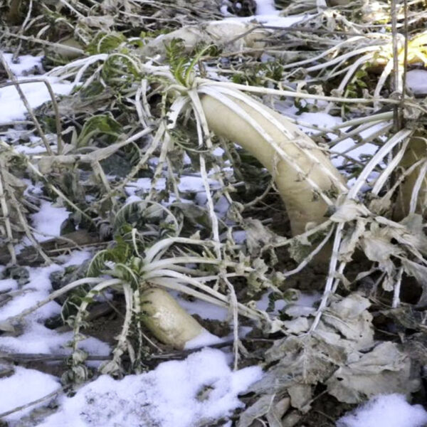 Tapper Daikon Tillage Radish® - Best Forage