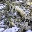 Tapper Daikon Tillage Radish® - Best Forage