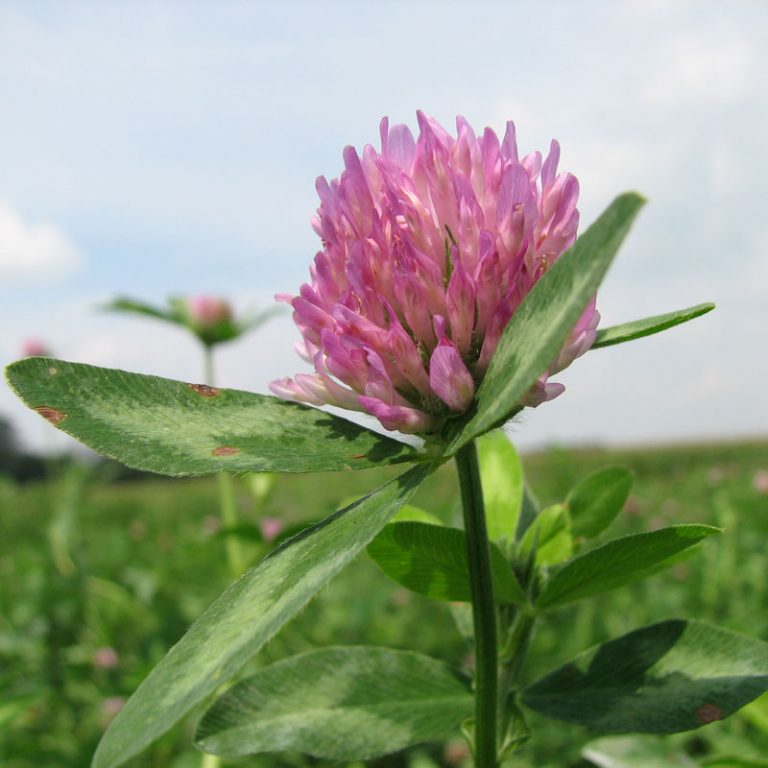 VNS Common Medium Red Clover - Best Forage