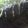 Tapper Daikon Tillage Radish® - Best Forage
