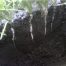 Tapper Daikon Tillage Radish® - Best Forage