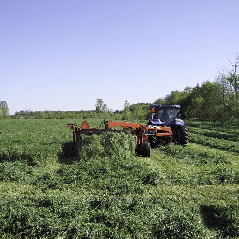 Best Forage Alfalfa Seed