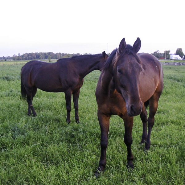 HorseMaster Pro Pasture Mix - Best Forage