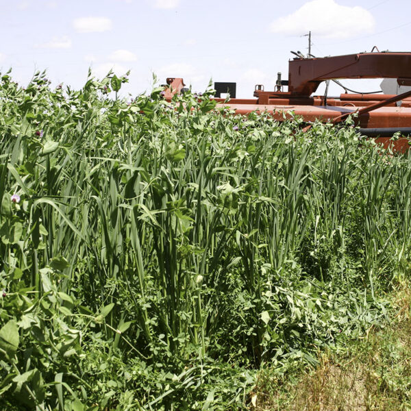 Forage Oat & Pea Mix - Best Forage