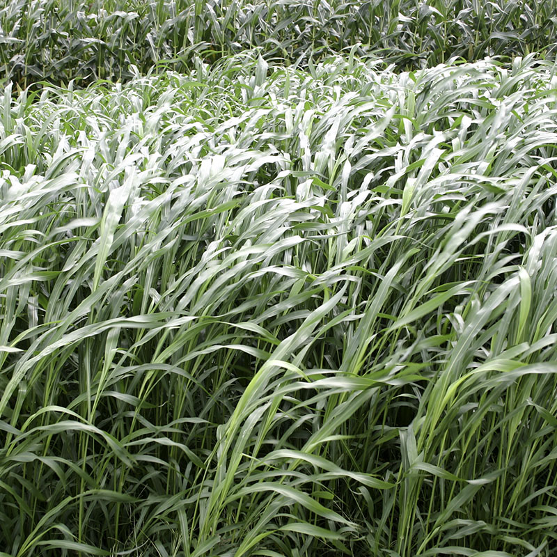 Cover Crops Archives - Best Forage
