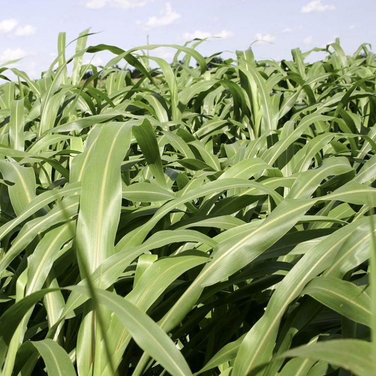 Photoperiod sensitive sorghum - sudangrass Archives - Best Forage