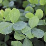 Fixation Balansa Clover - Best Forage