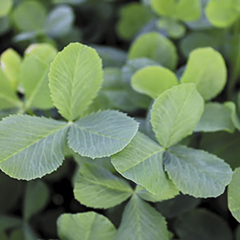 Fixation Balansa Clover - Best Forage