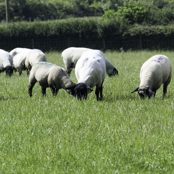 Best Forage Beef Pasture Mixes