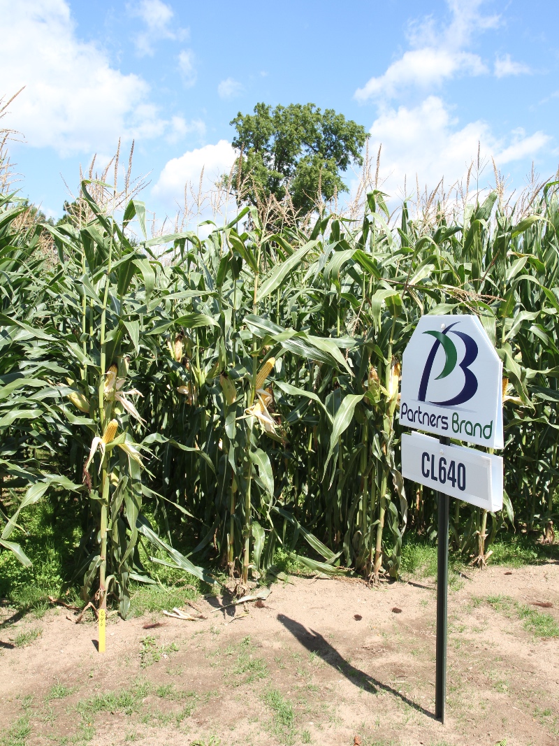 Corn Grain Hybrids Archives - Best Forage