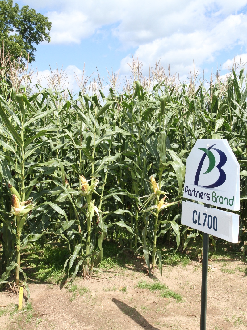 Corn Grain Hybrids Archives - Best Forage