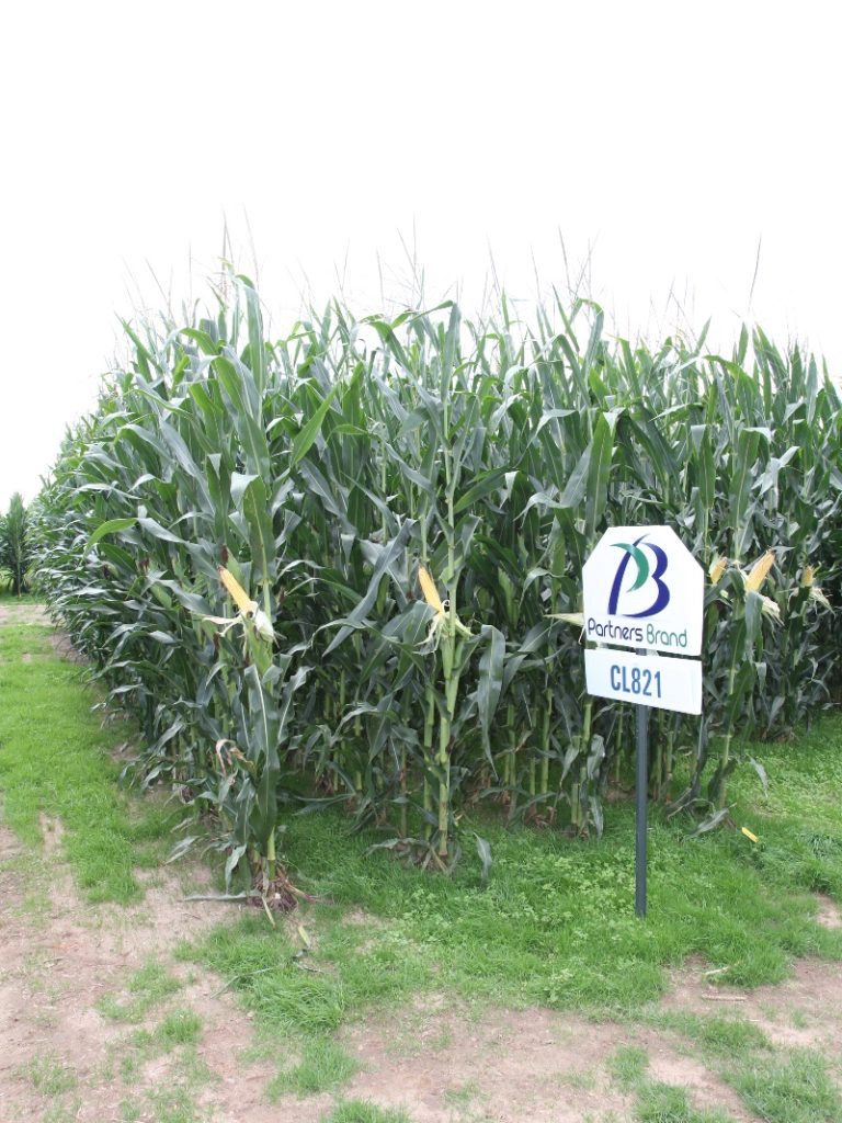 Corn & Soybeans Archives - Best Forage