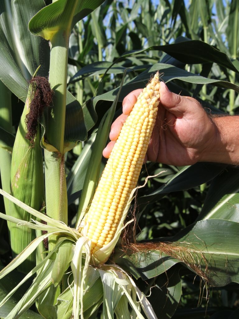 Partner's Brand Archives - Best Forage