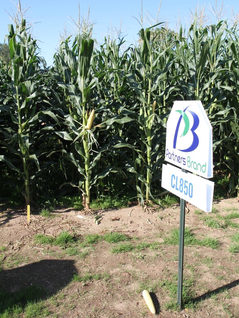 Corn Silage Hybrids Archives - Best Forage