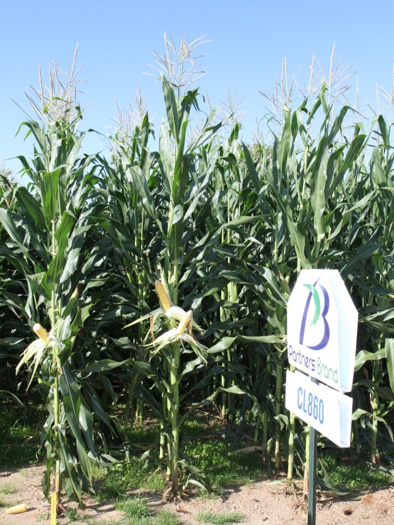 Corn Silage Hybrids Archives - Best Forage