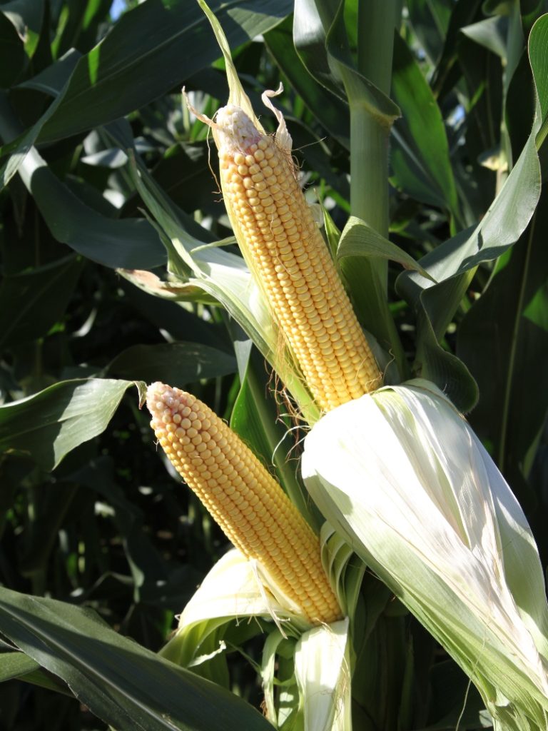Corn Silage Hybrids Archives - Best Forage