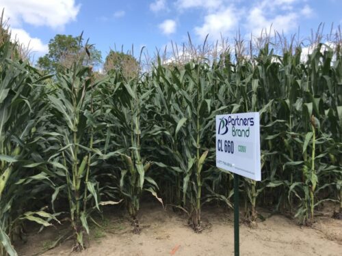Conventional Corn Archives | Best Forage
