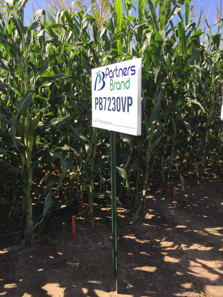 PB 7230VP 102 Day High Oil Corn - Best Forage