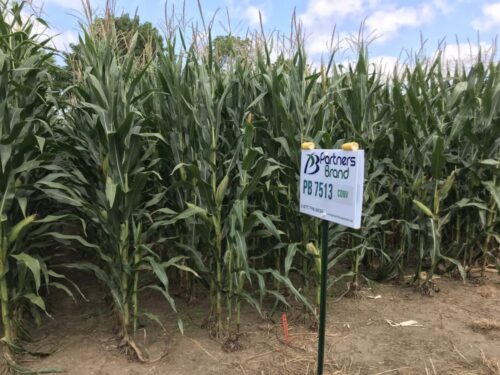 Conventional Corn Archives | Best Forage
