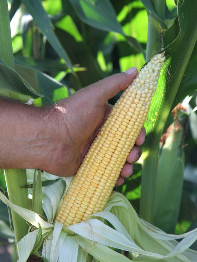 PB 8580 115 Day Hybrid - Best Forage