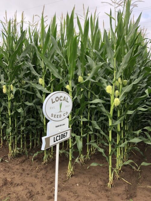 Corn Silage Hybrids Archives | Best Forage