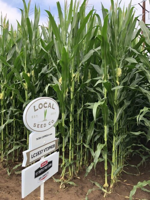 Corn Silage Hybrids Archives | Best Forage