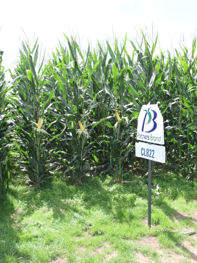 Corn Silage Hybrids Archives - Best Forage