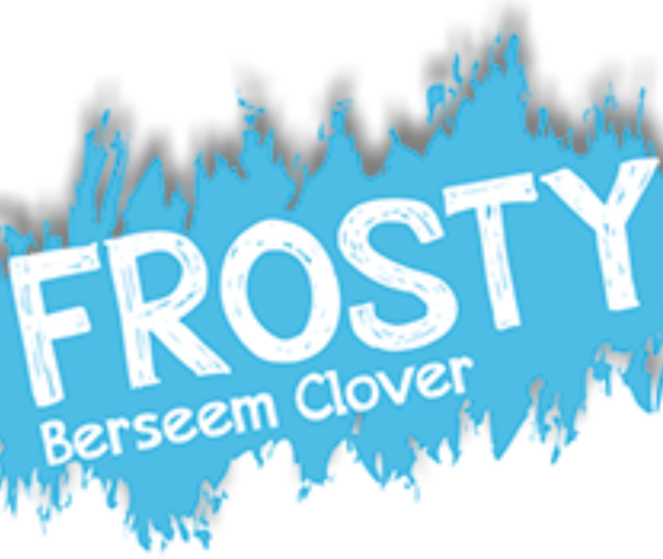 Frosty Berseem Clover - Best Forage
