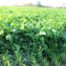 Winter Grazing Mix - Best Forage