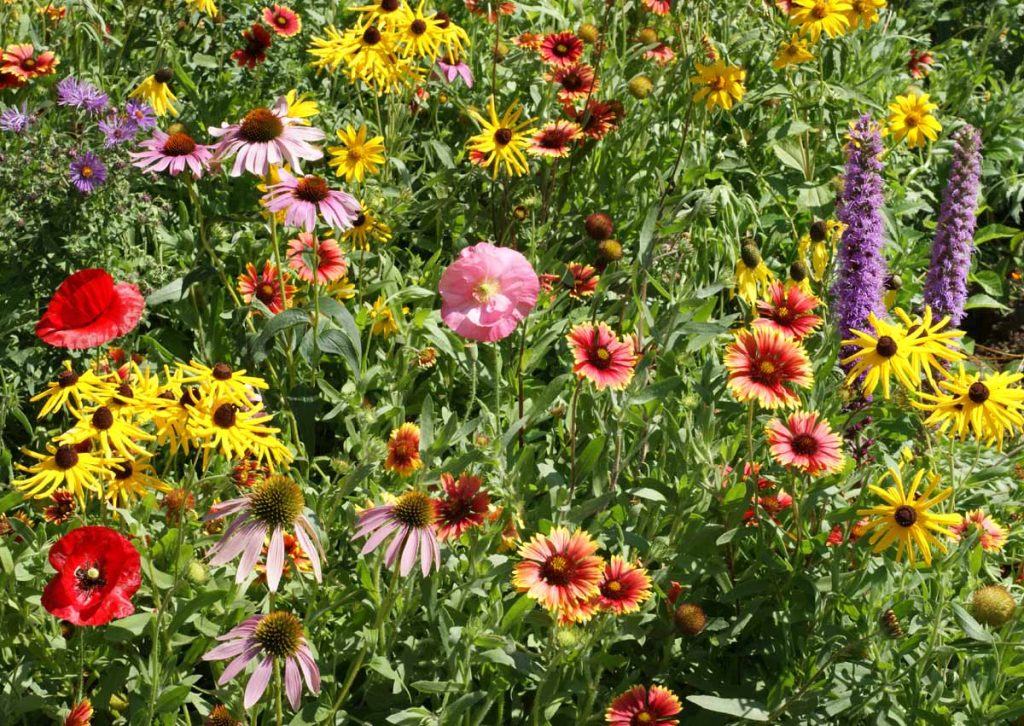 Color Iowa Wild Wildflower Mix - Best Forage