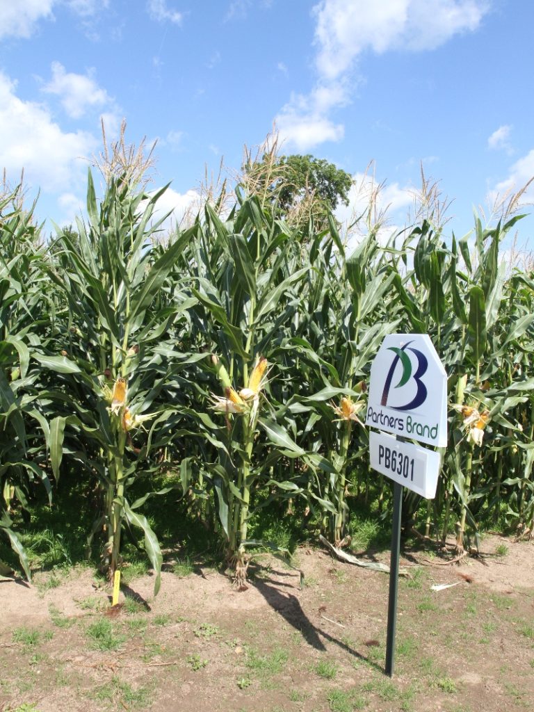 PB 6301 93 Day Hybrid - Best Forage