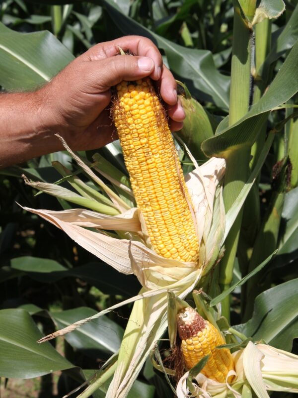 PB 6301 93 Day Hybrid - Best Forage