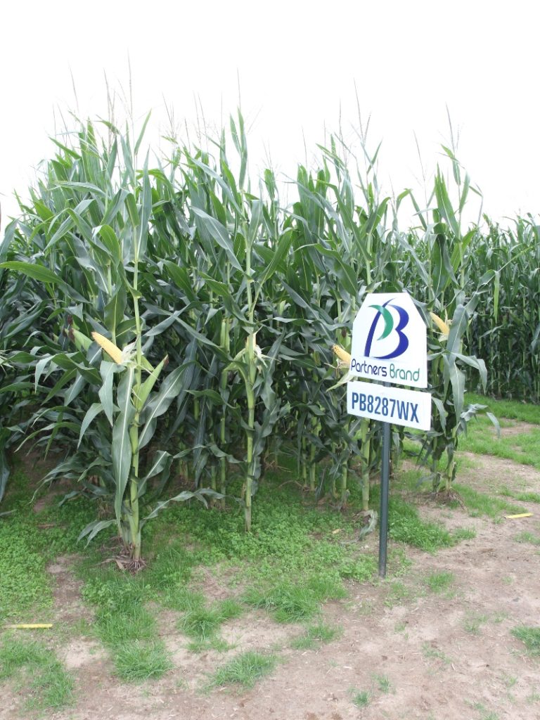 PB 8287 WX 112 Day Hybrid - Best Forage