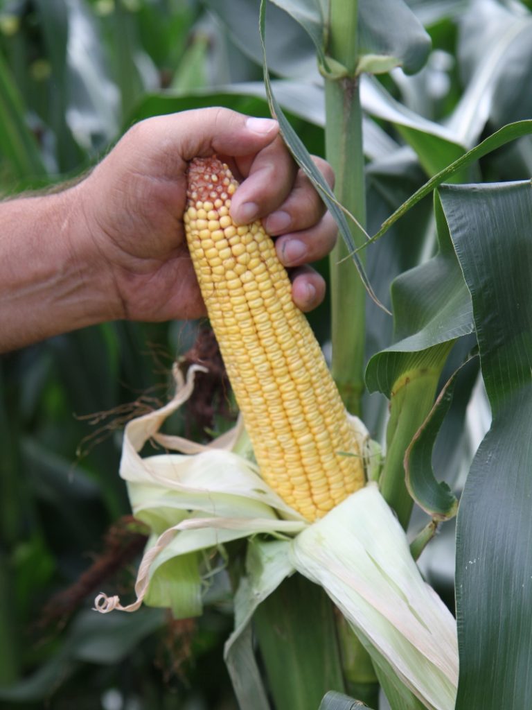 PB 8335 113 Day Hybrid - Best Forage