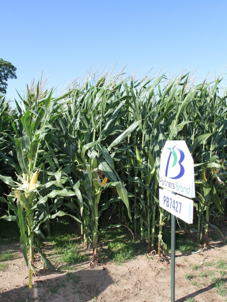 PB 7427 104 Day Hybrid - Best Forage