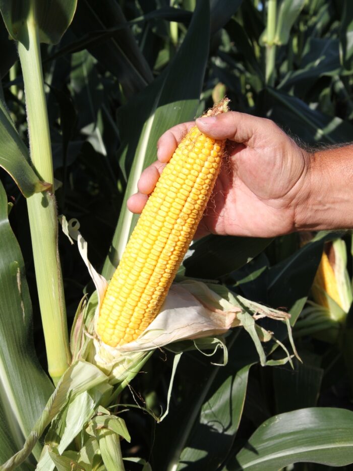 PB 7427 104 Day Hybrid - Best Forage
