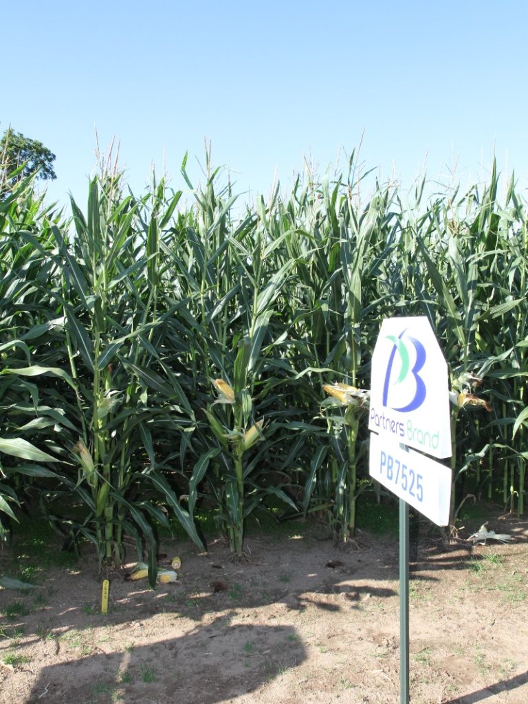 PB 7525 105 Day Hybrid - Best Forage